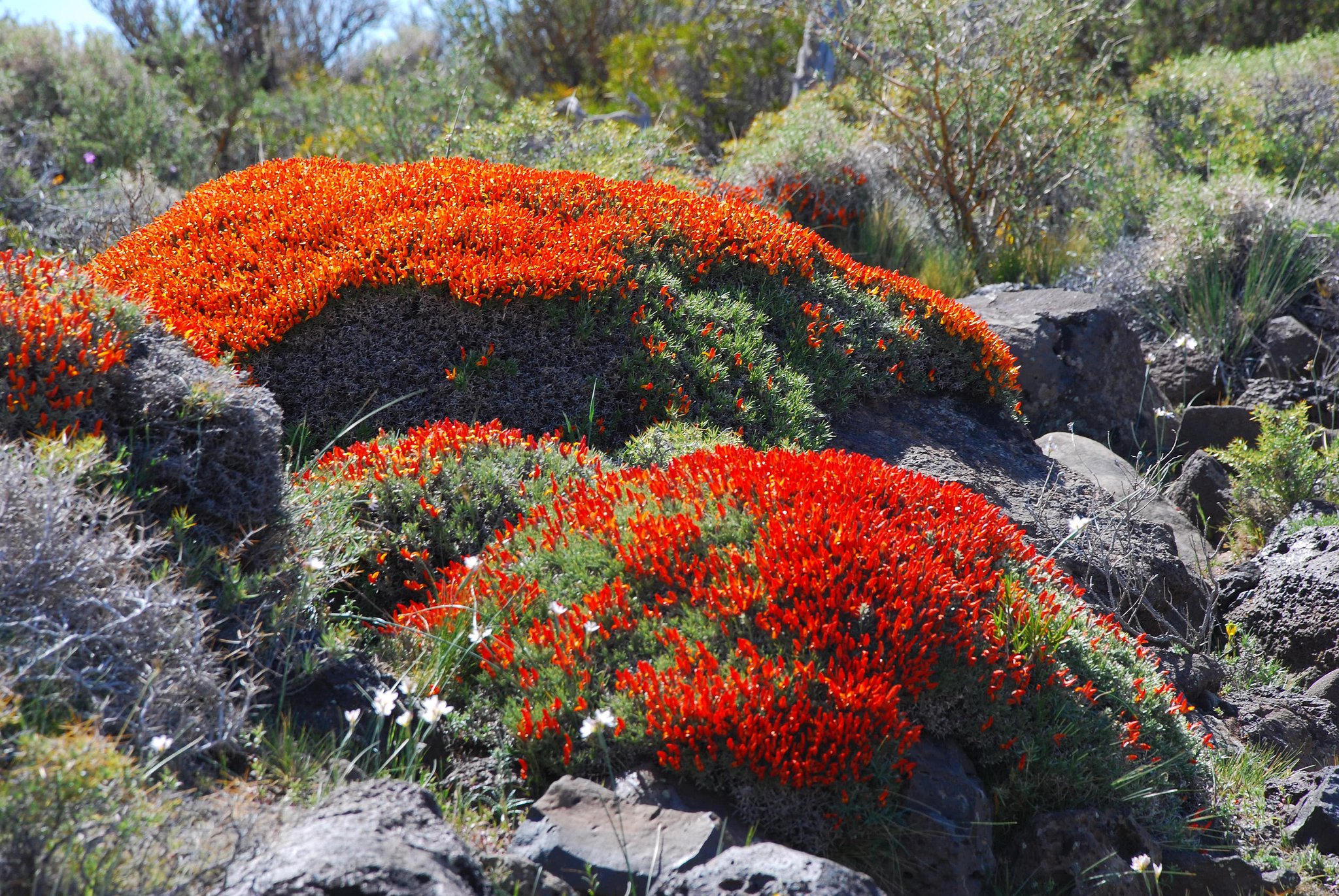 Lengua de Fuego, la flor provincial de Santa Cruz | Patagonia Andina ...