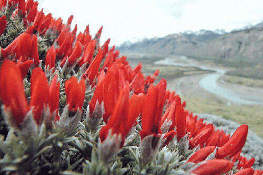 Lengua de Fuego, la flor provincial de Santa Cruz | Patagonia Andina ...
